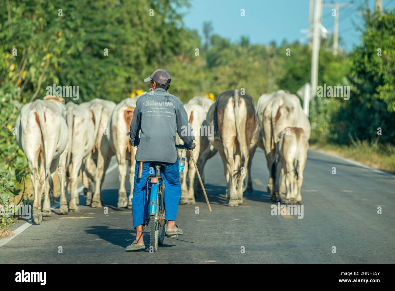 Kho lans cows hi-res stock photography and images - Alamy