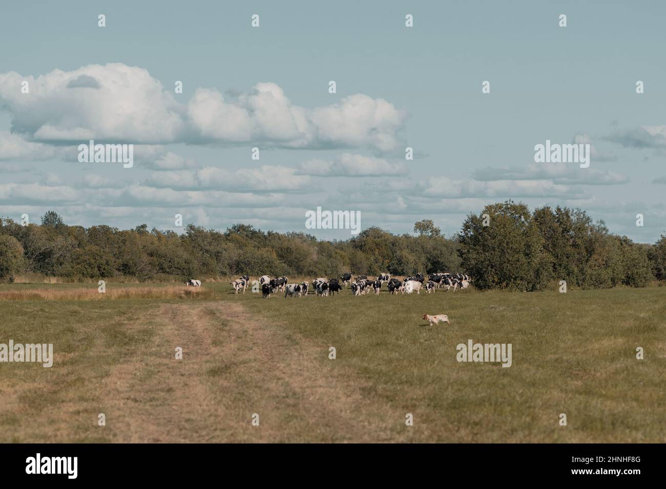 Walking dog cows hi-res stock photography and images - Alamy