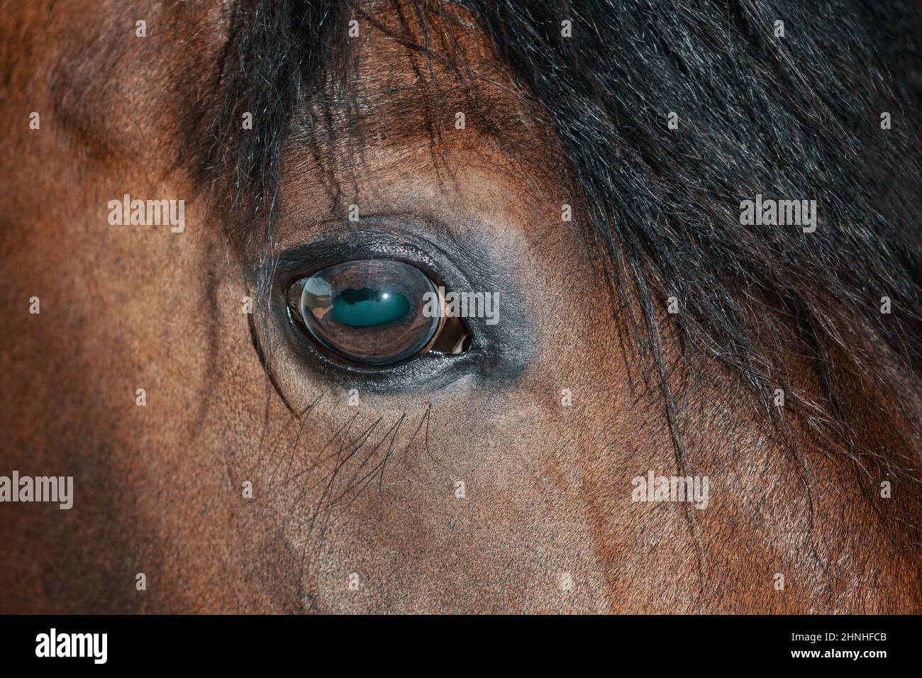 Eye of bay horse. Reflection in horse eyeball Stock Photo - Alamy