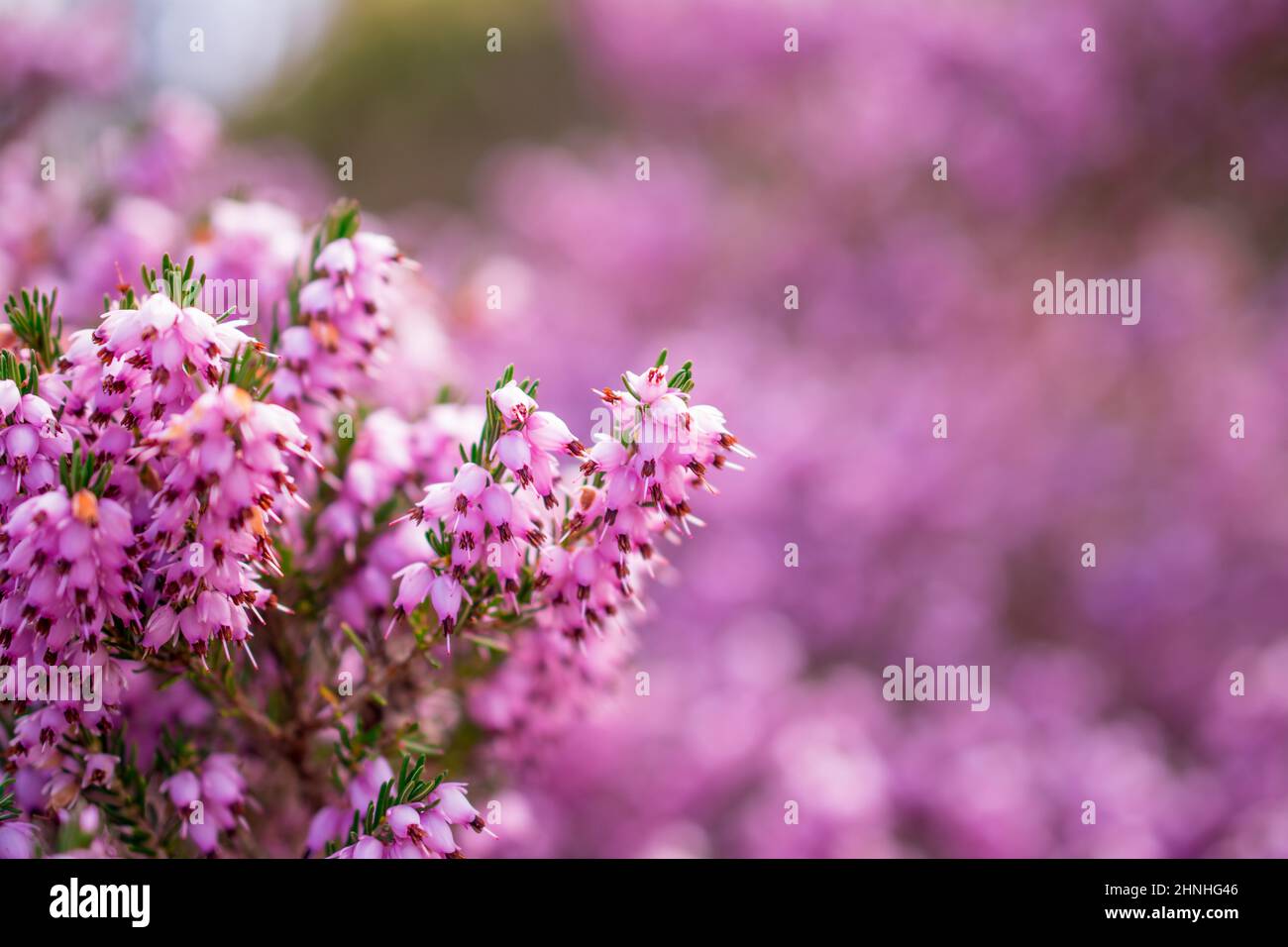 beautiful natural background with spring flowers Stock Photo - Alamy