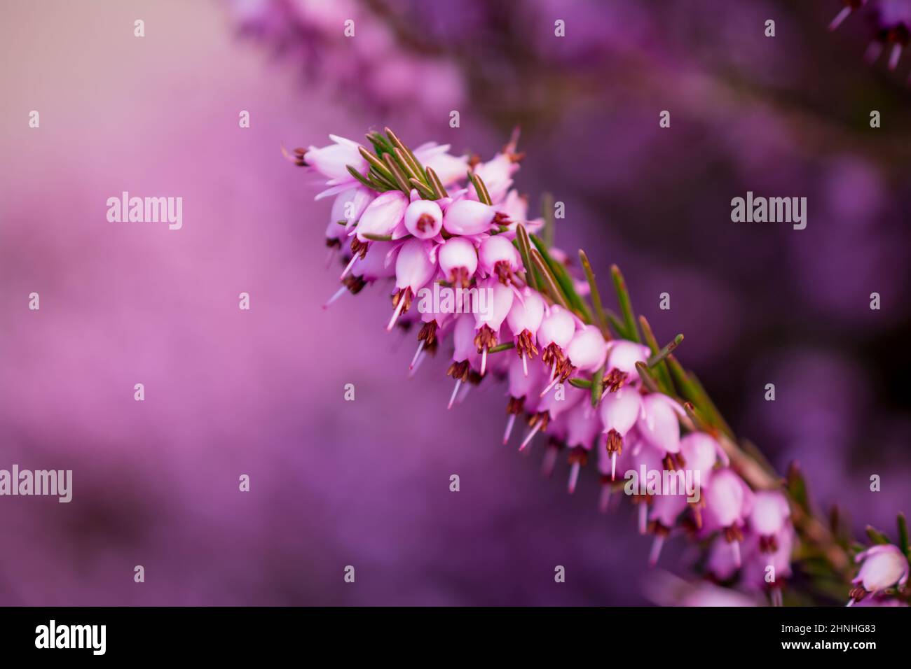 beautiful natural background with spring flowers Stock Photo - Alamy