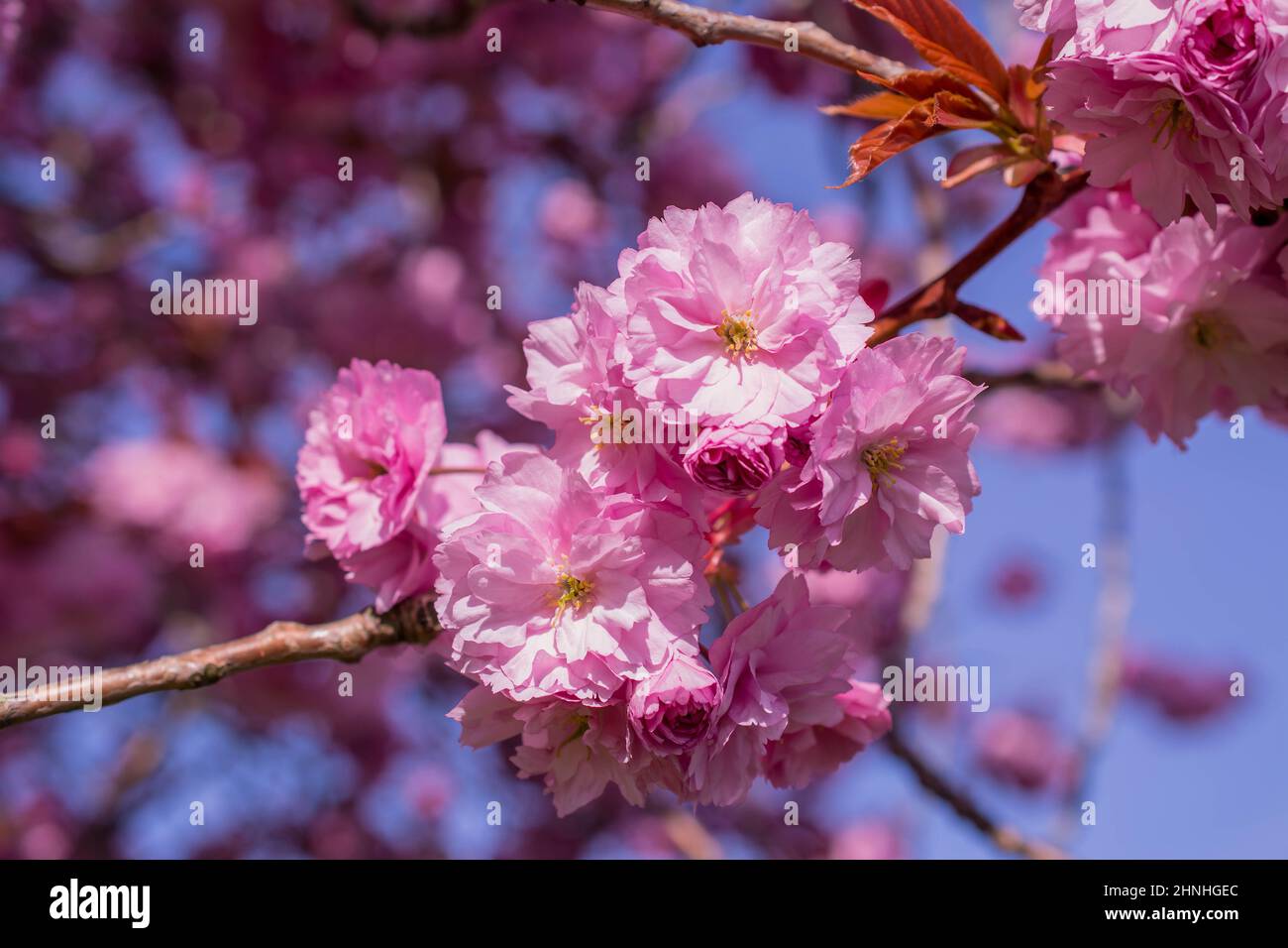 beautiful early spring flowers Stock Photo - Alamy