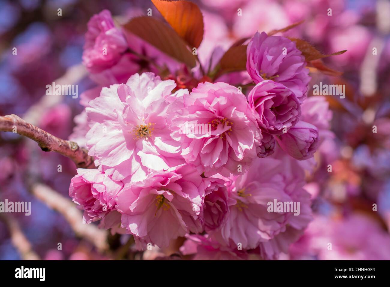 Early floral works hi-res stock photography and images - Alamy