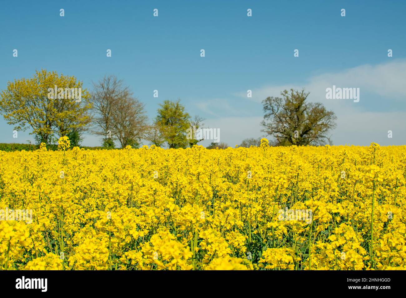 beautiful early spring rape flowers field Stock Photo - Alamy