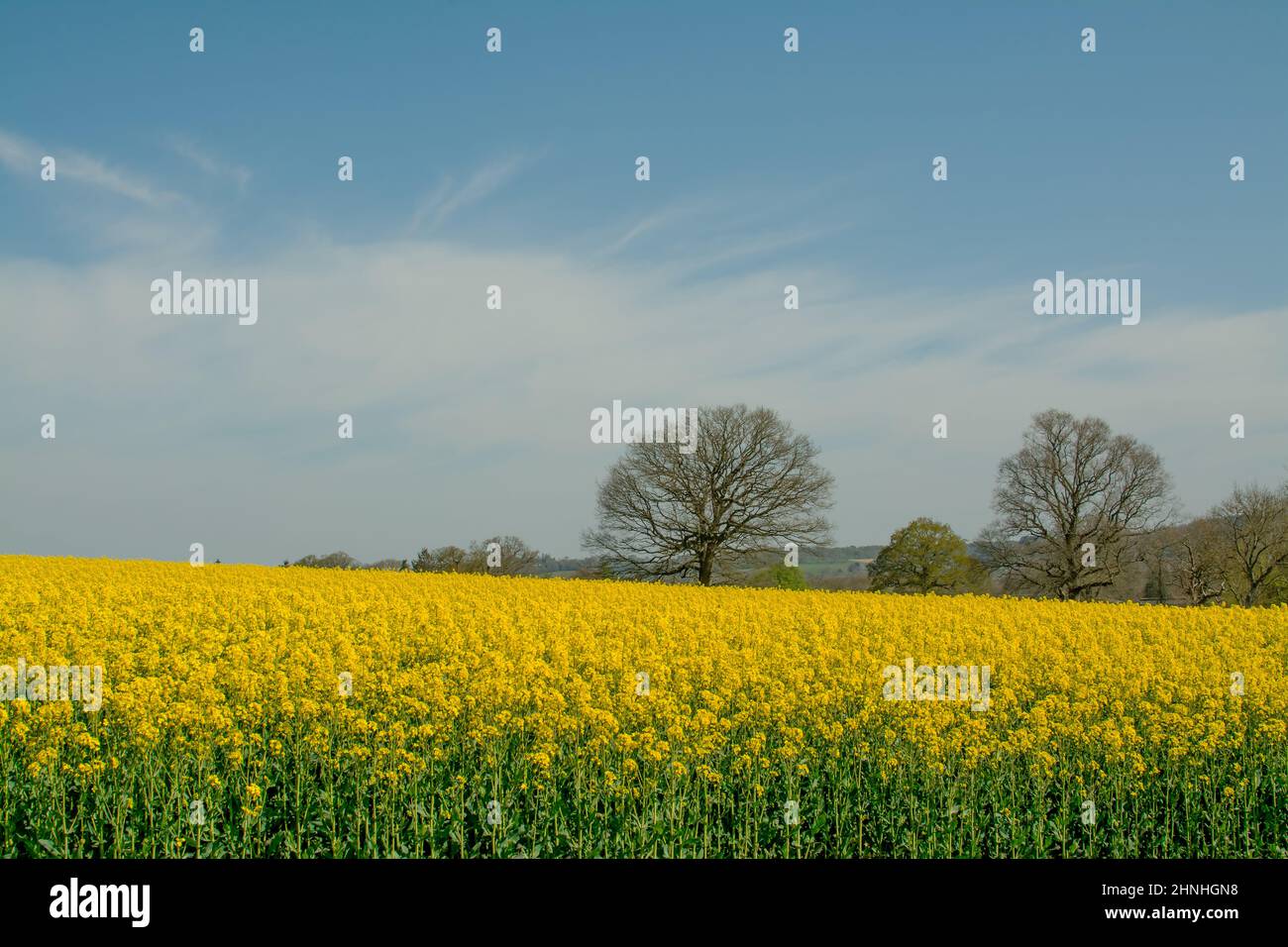 beautiful early spring rape flowers field Stock Photo - Alamy