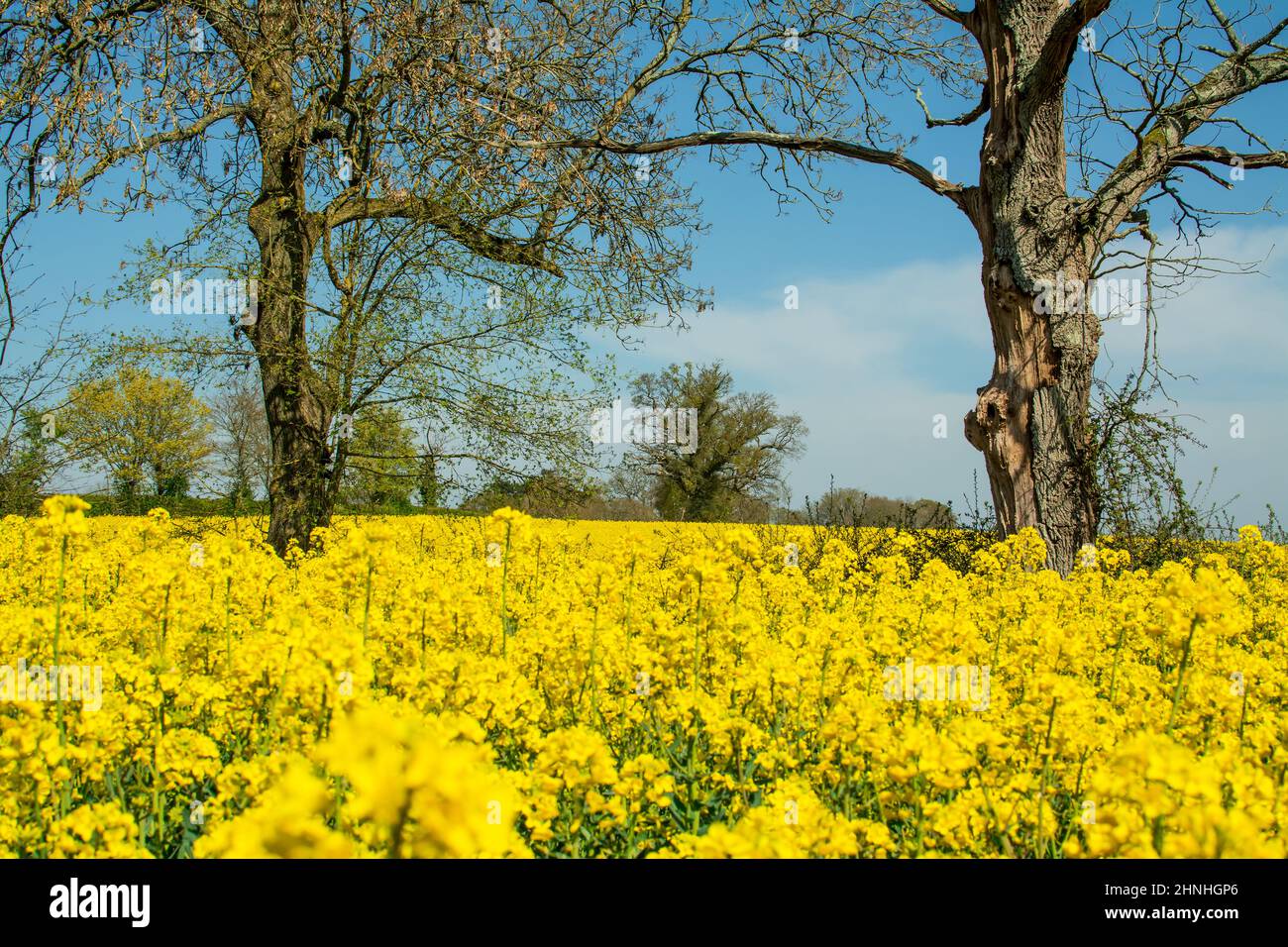 beautiful early spring rape flowers field Stock Photo - Alamy