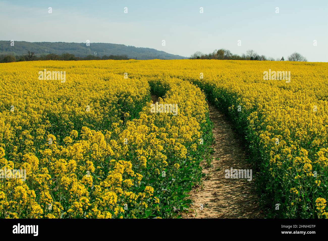 beautiful early spring rape flowers field Stock Photo - Alamy