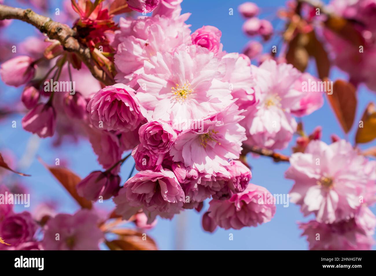 beautiful early spring flowers Stock Photo - Alamy