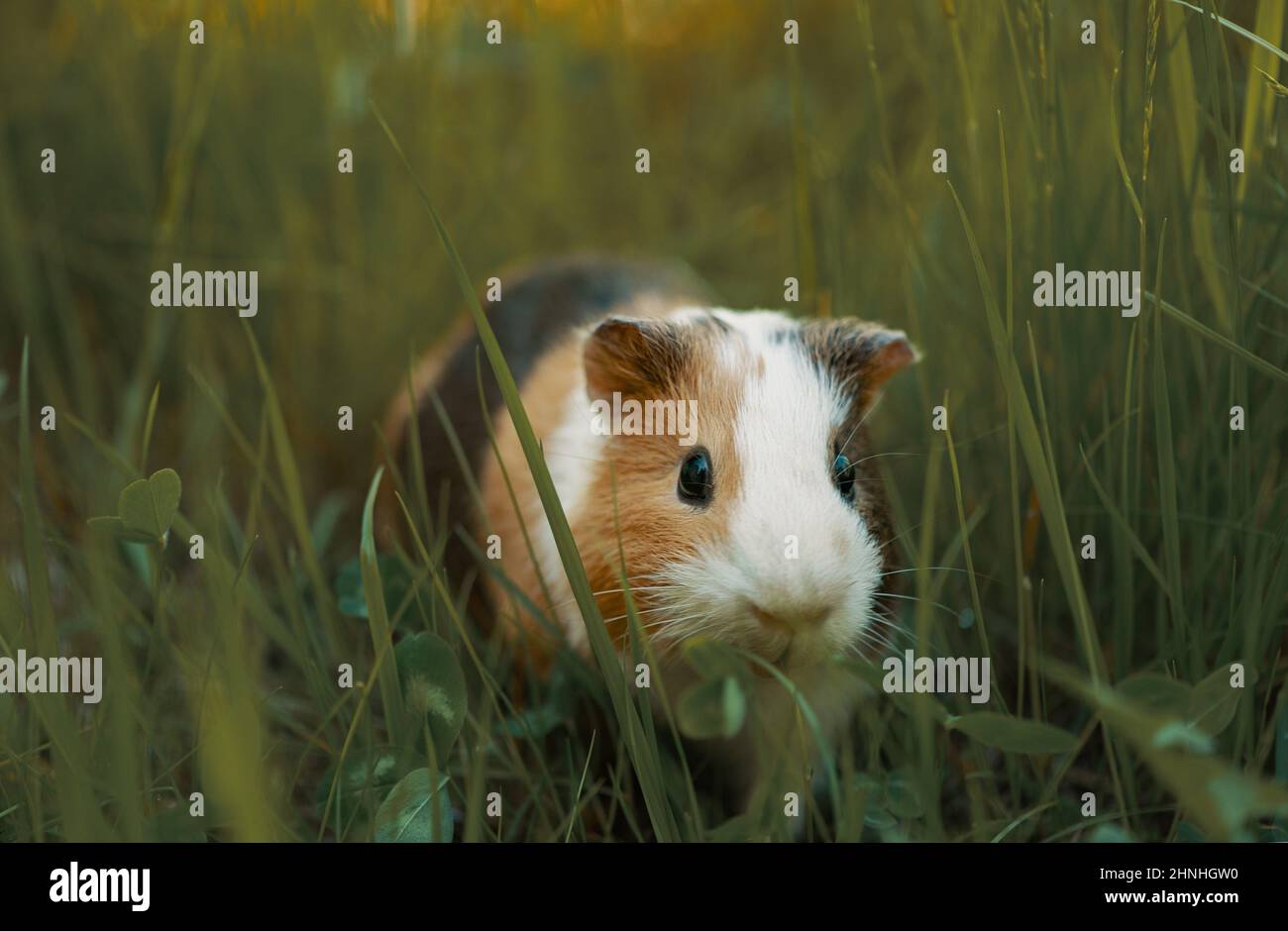 Guinea pig standing in grass Stock Photo - Alamy