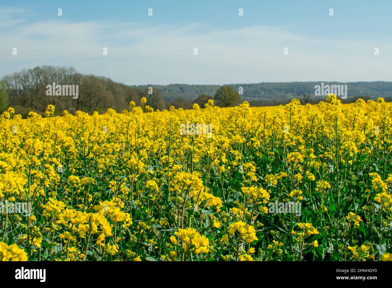 beautiful early spring rape flowers field Stock Photo - Alamy