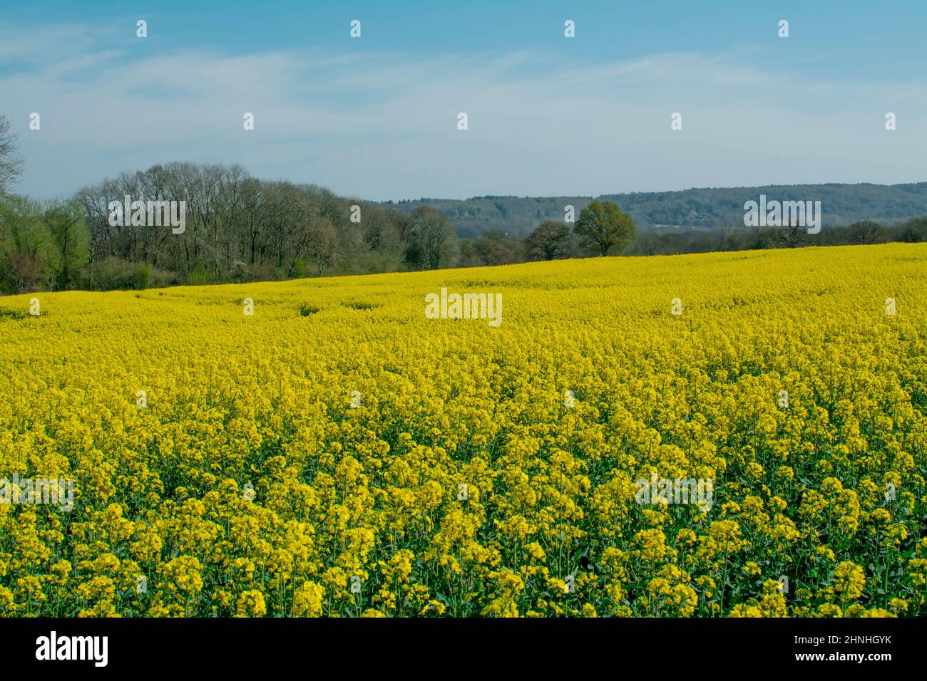 beautiful early spring rape flowers field Stock Photo - Alamy