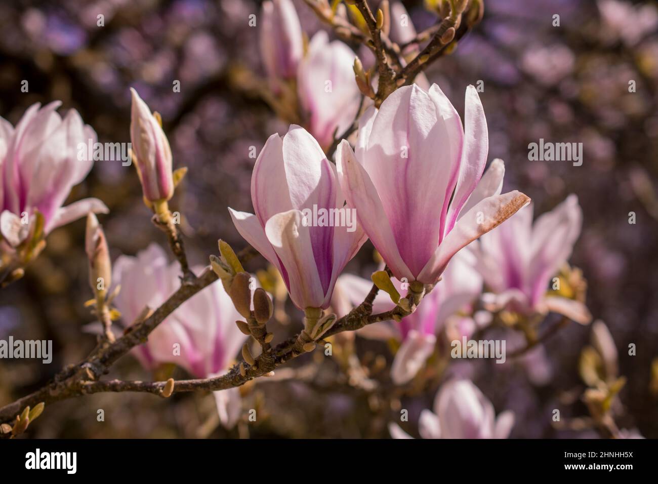 beautiful natural background with spring flowers magnolia Stock Photo ...