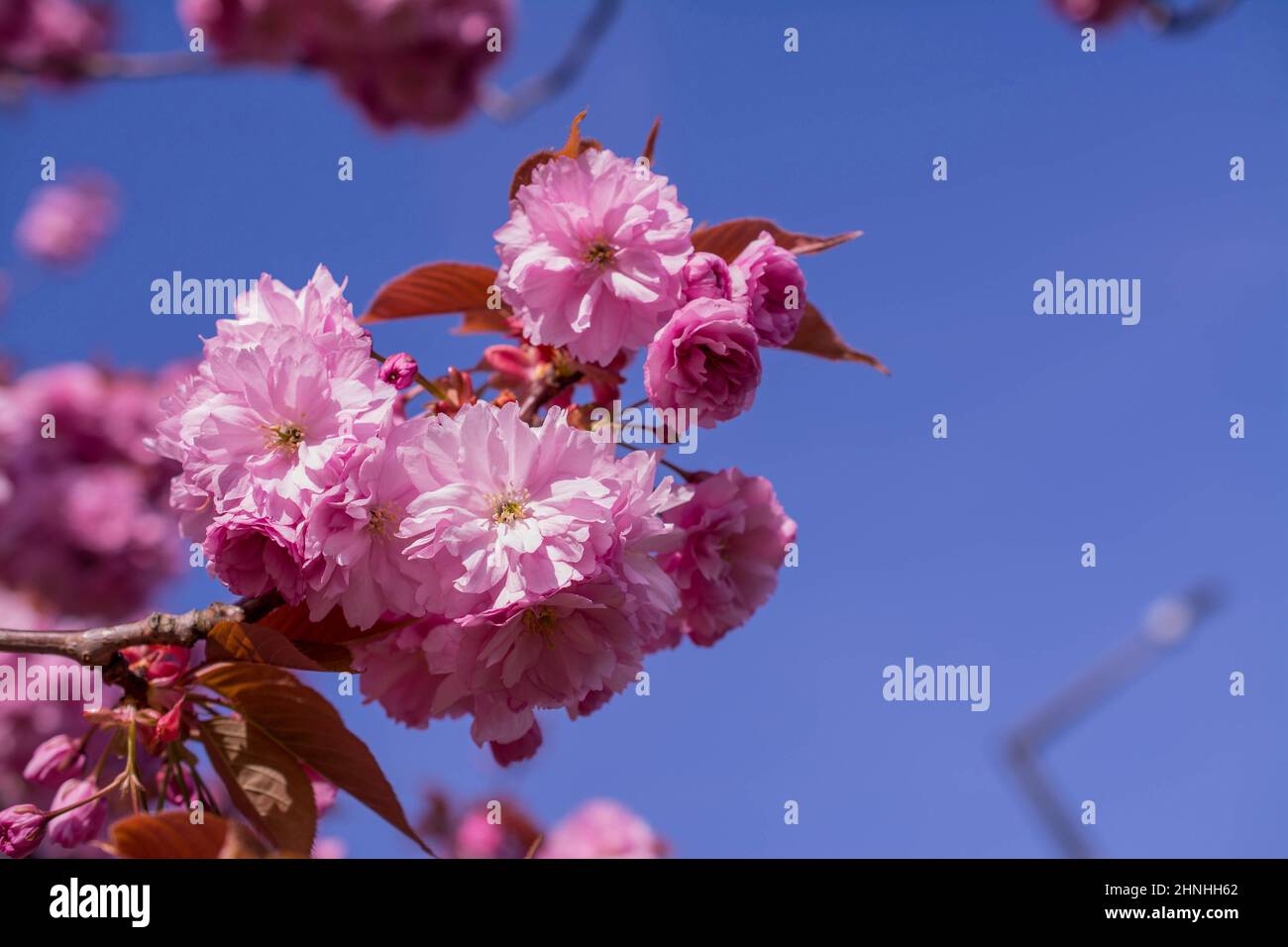 beautiful early spring flowers Stock Photo - Alamy