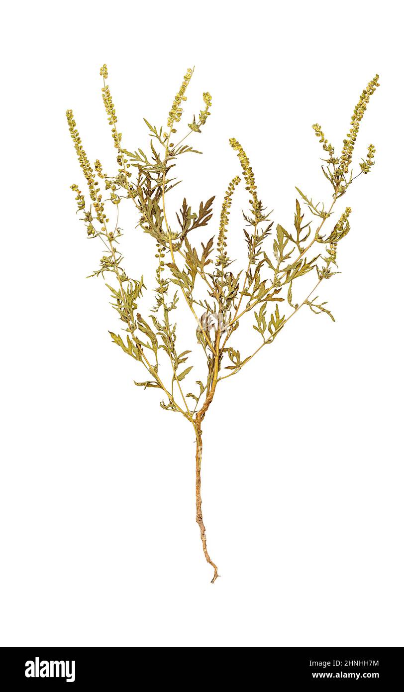Dried herbarium weed allergen ragweed or ambrosia plant branch with ...