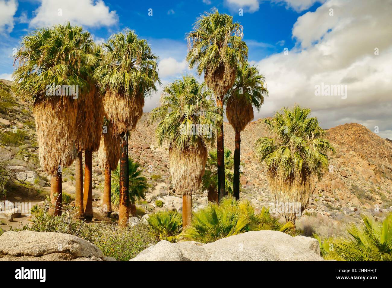 A group of palm trees in the Forty-nine Palms Oasis, a rare spring in ...