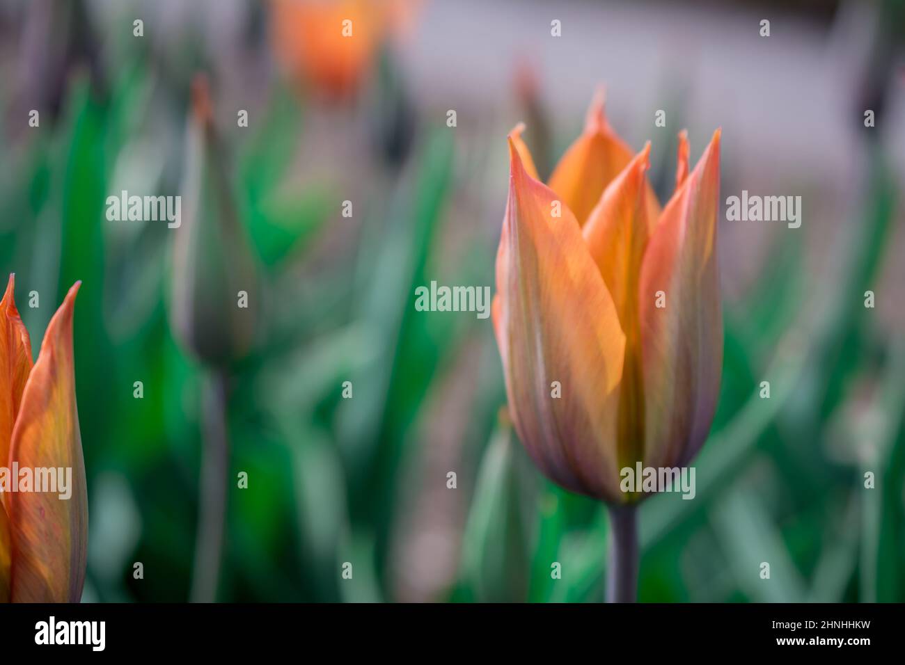 beautiful spring flowers on sunny day Stock Photo - Alamy