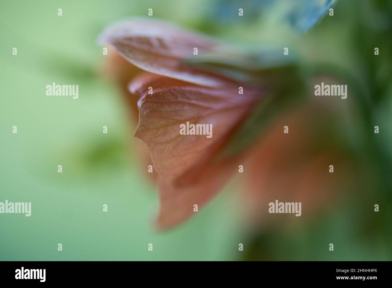 Plants subtle colors hi-res stock photography and images - Alamy