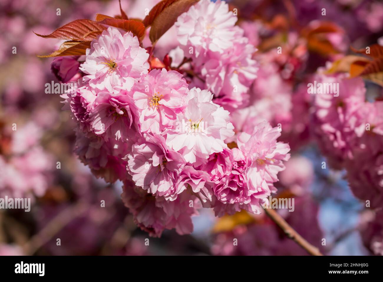 Early floral works hi-res stock photography and images - Alamy