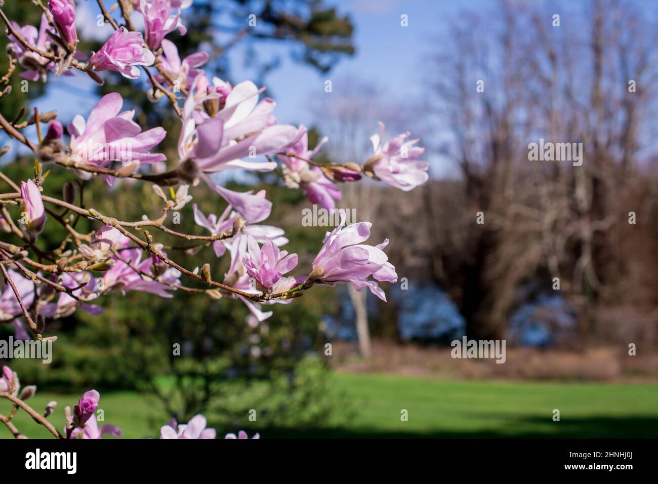 beautiful early spring flowers Stock Photo - Alamy
