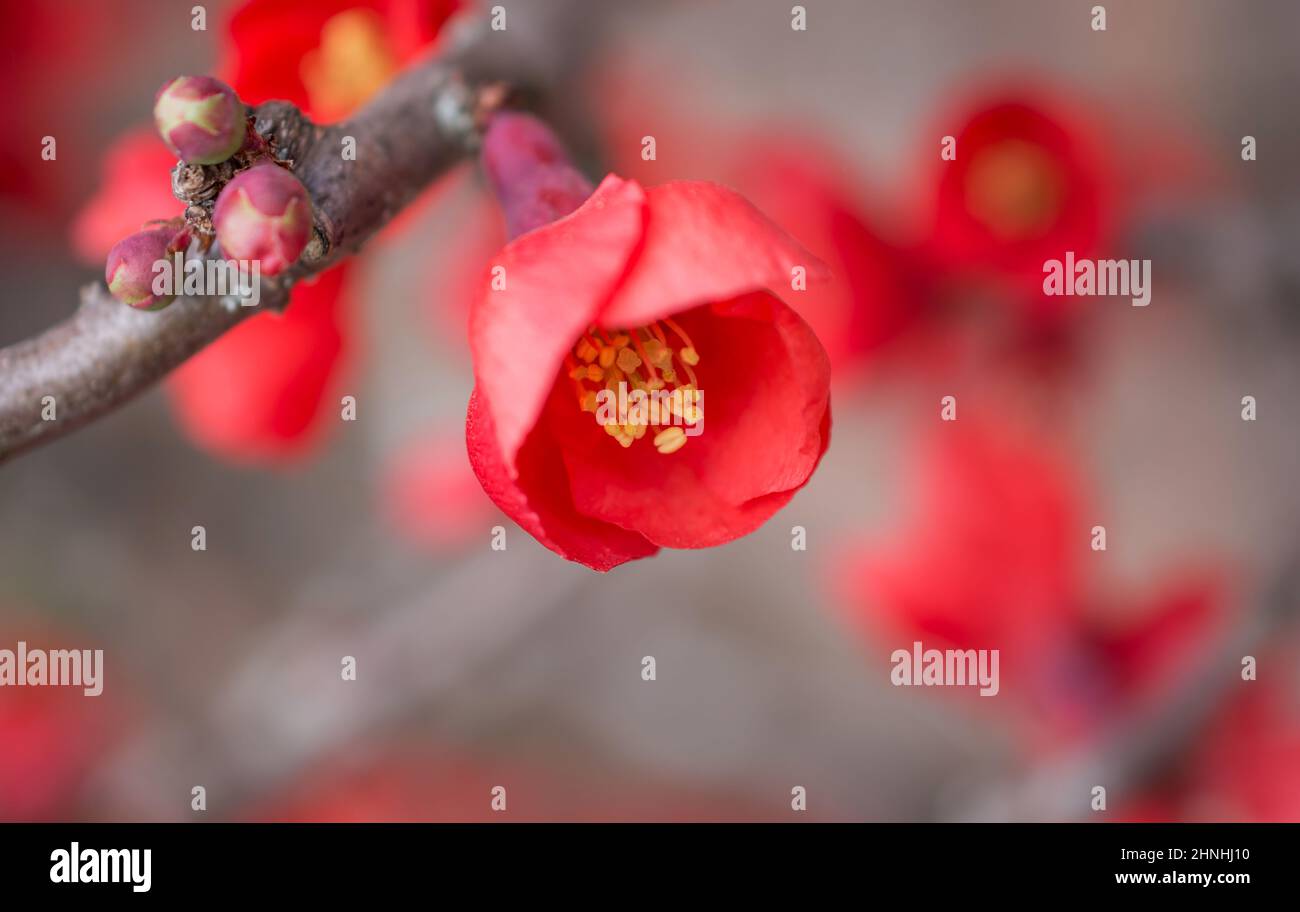 beautiful early spring flowers Stock Photo - Alamy