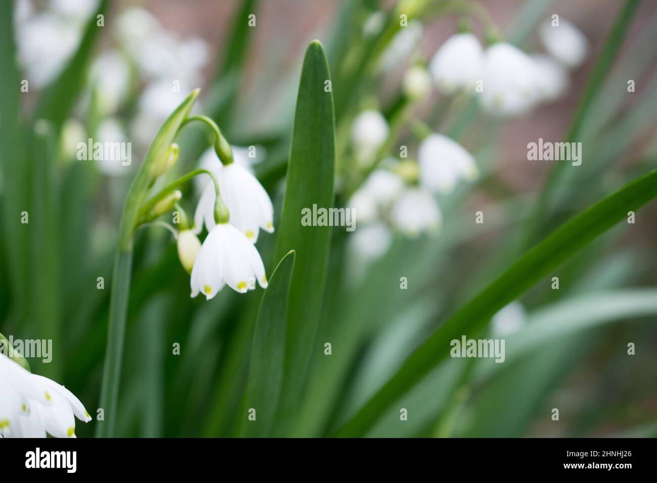 beautiful natural background with spring snowdrop flowers Stock Photo ...
