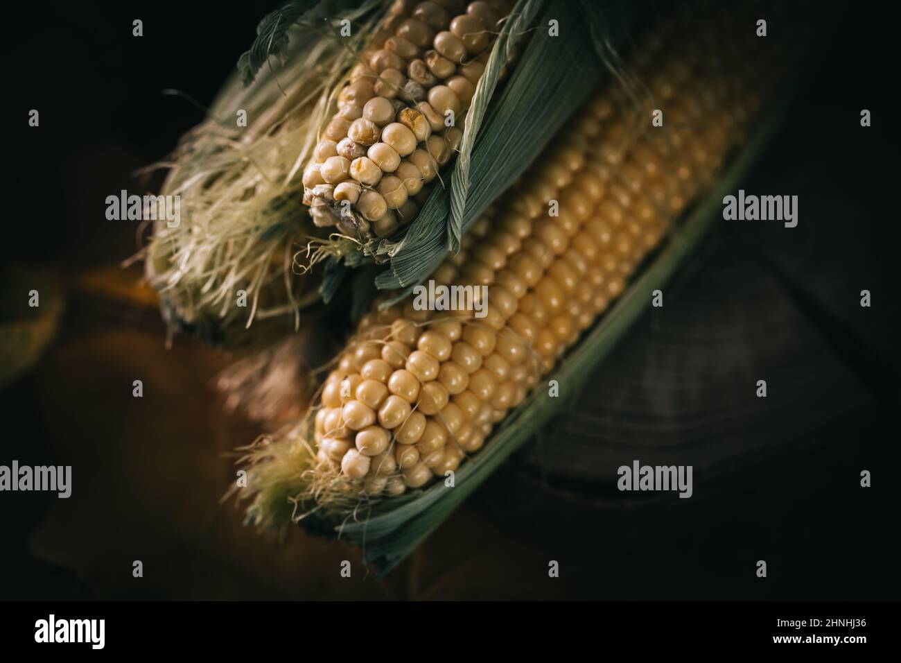 Raw corn in autumn setting, nice soft light. Autumn mood and colors ...