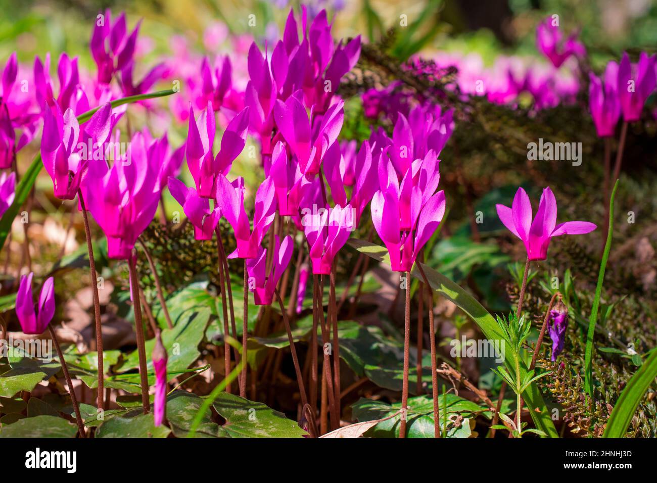 beautiful early spring flowers Stock Photo - Alamy