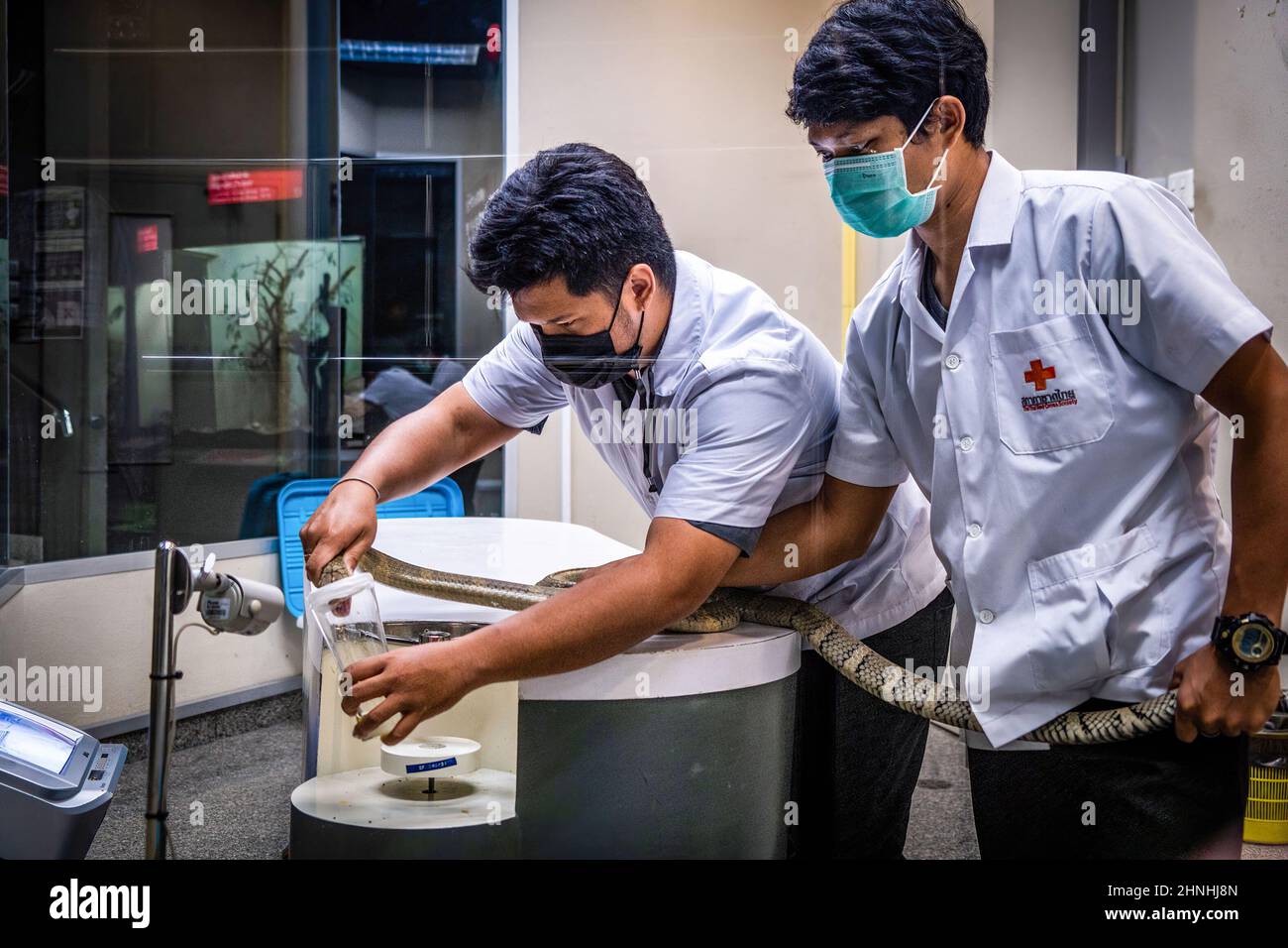 Thai Red Cross staff restrain a poisonous snake while extracting its ...