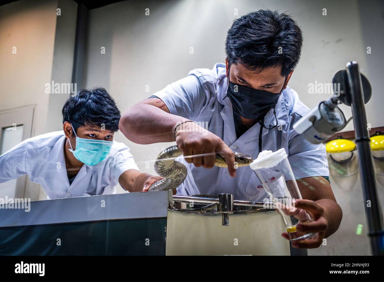 Thai Red Cross staff restrain a poisonous snake while extracting its ...
