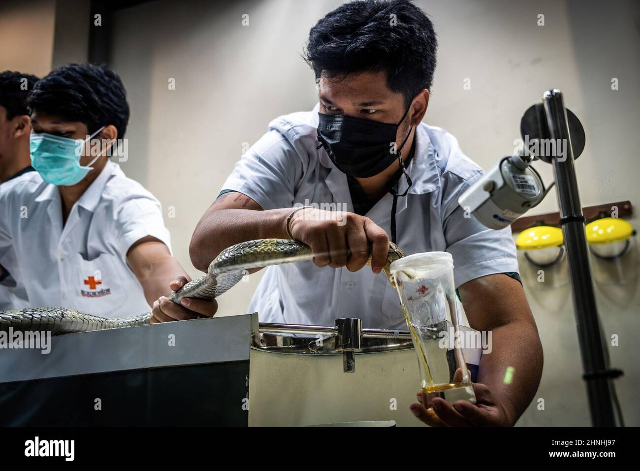 A man holds the head of a poisonous snake while extracting its venom at ...
