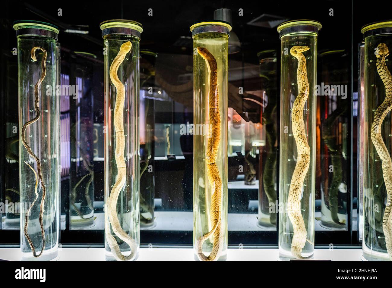 Venomous snake specimens endemic to Thailand on display in an ...