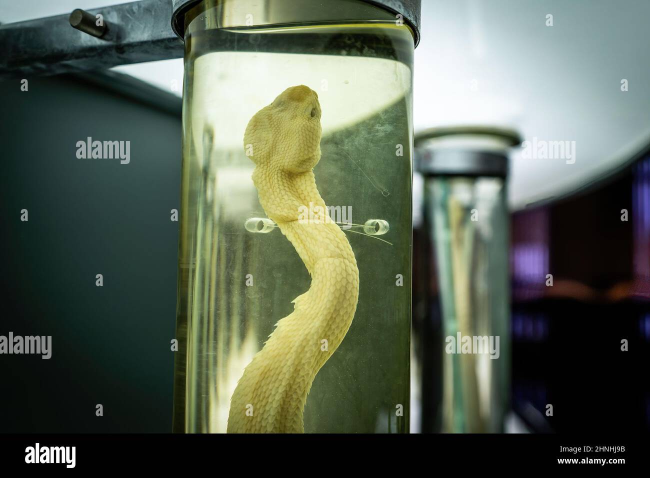 Venomous snake specimen endemic to Thailand on display in an ...