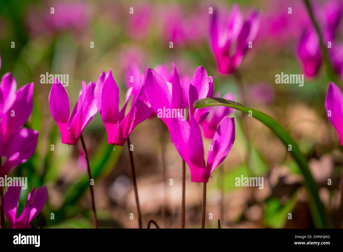 Purple cyclamen purpurascens pink flowers hi-res stock photography and ...