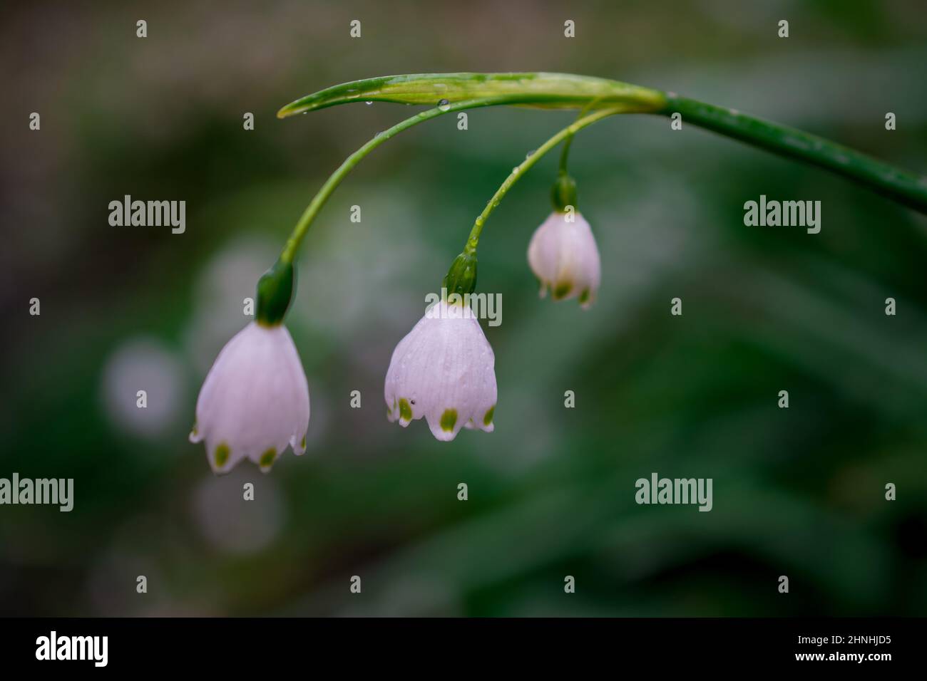 Plant native hungary hi-res stock photography and images - Alamy