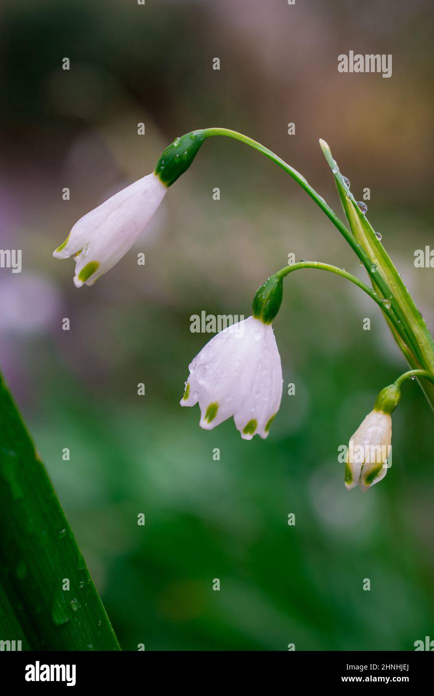beautiful natural background with spring flowers Stock Photo - Alamy