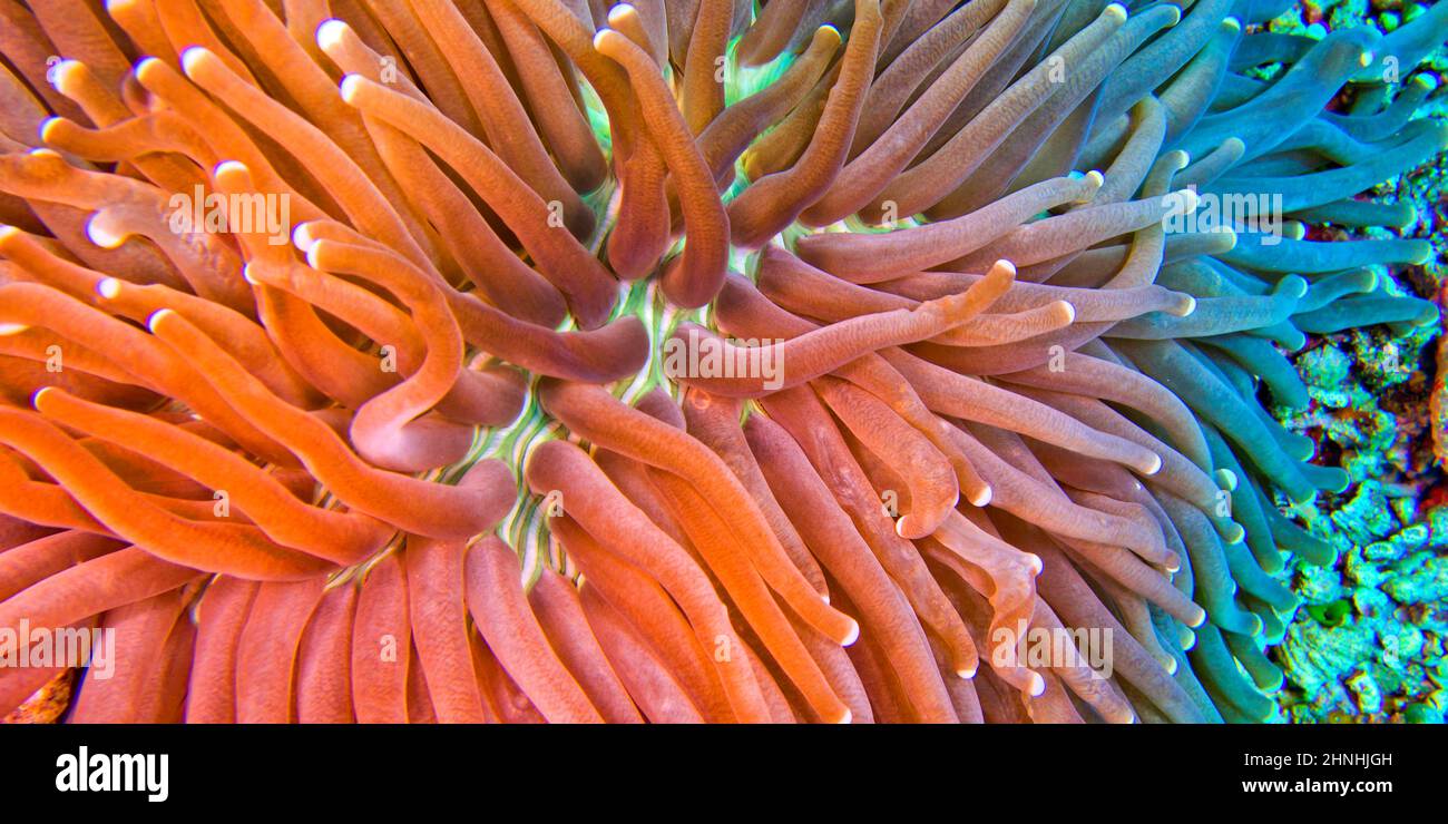 Sea Anemone, Cora Reef, Bunaken National Marine Park, Bunaken, North ...