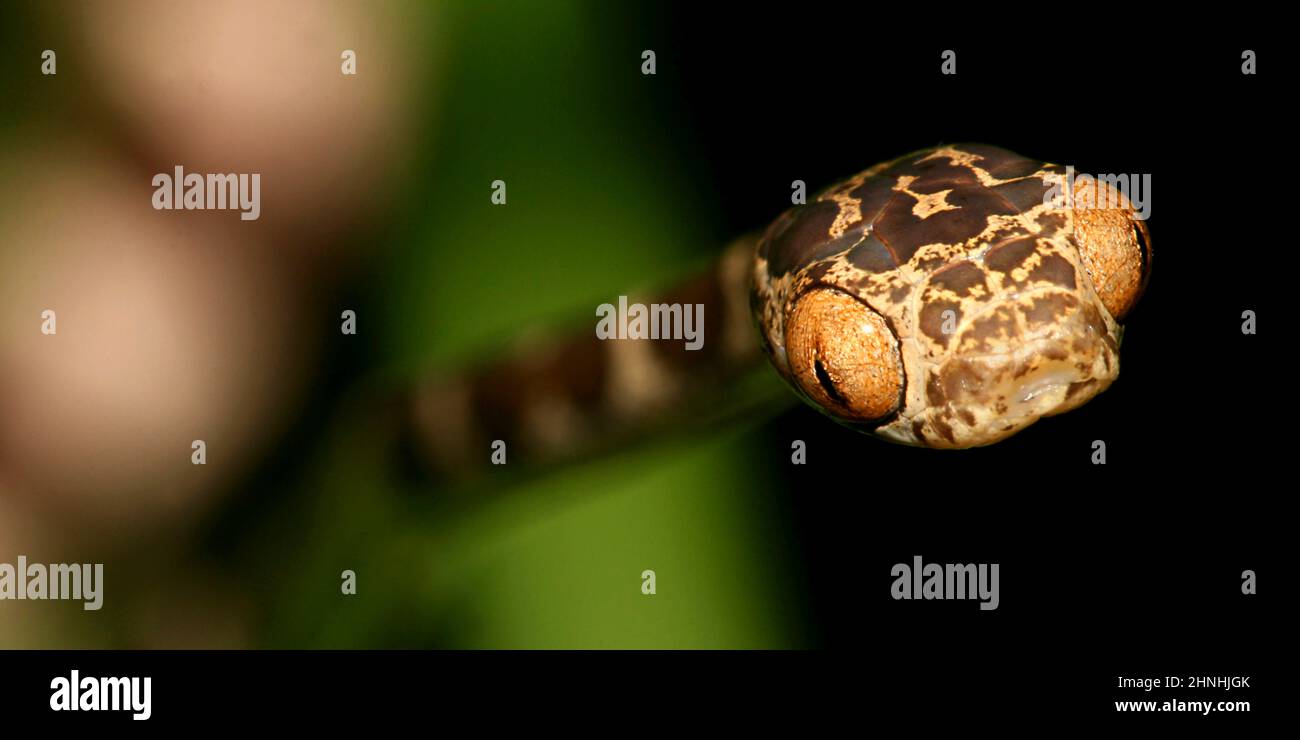 Blunthead Tree Snake, Imantodes cenchoa, Rainforest, Napo River Basin ...