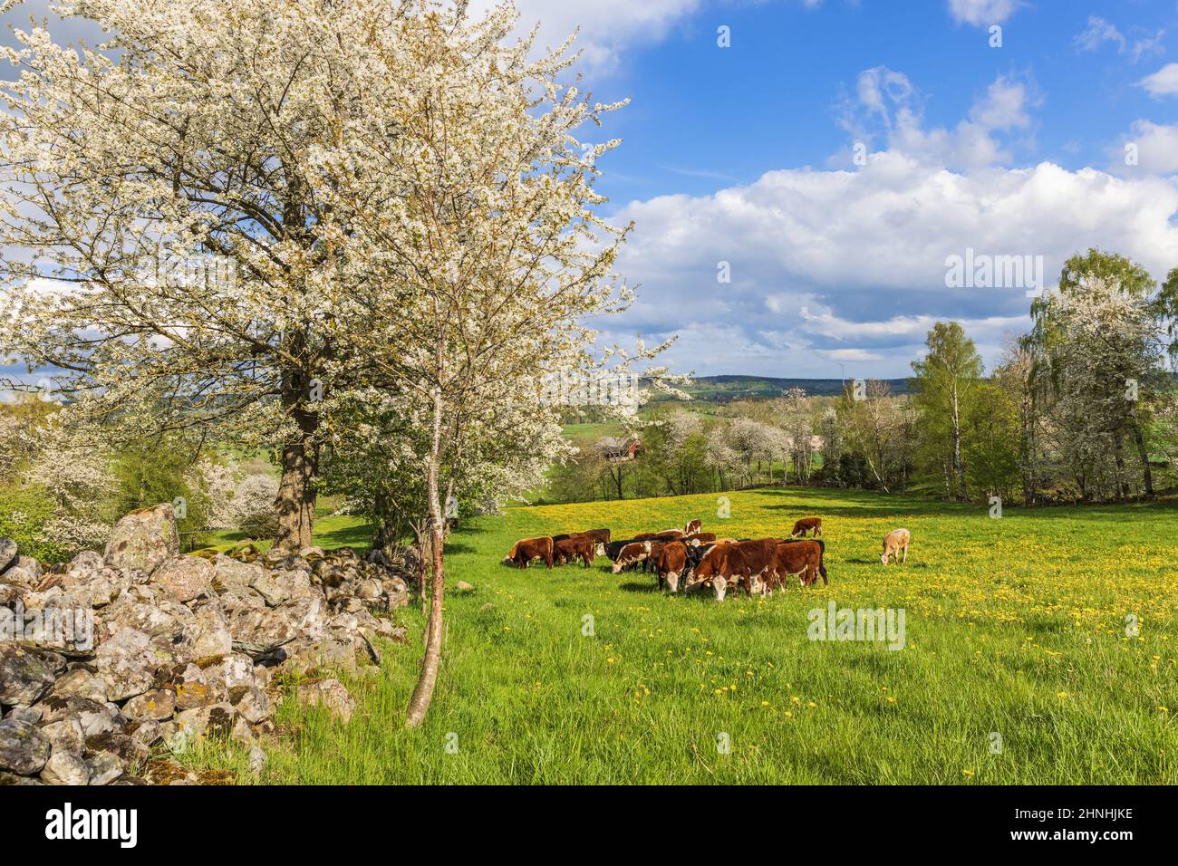 Cattle fruit hi-res stock photography and images - Alamy