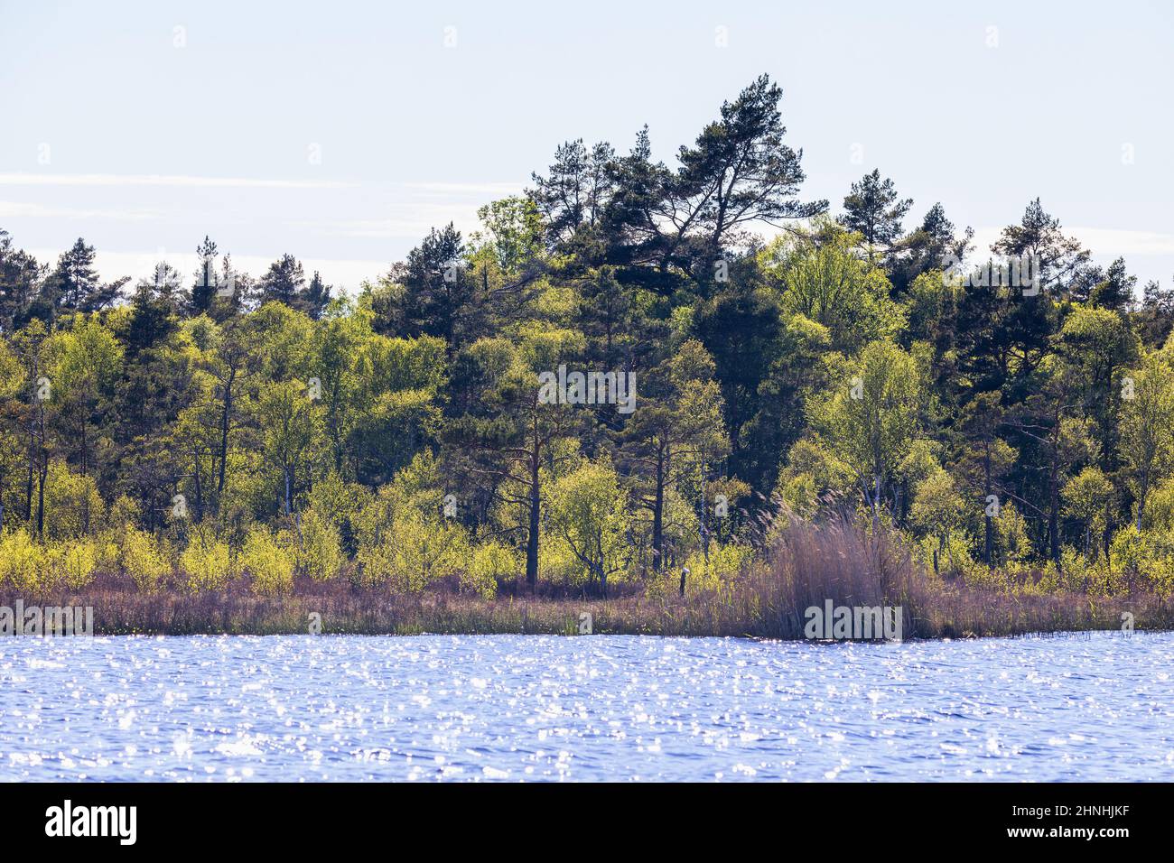Bog waters hi-res stock photography and images - Alamy