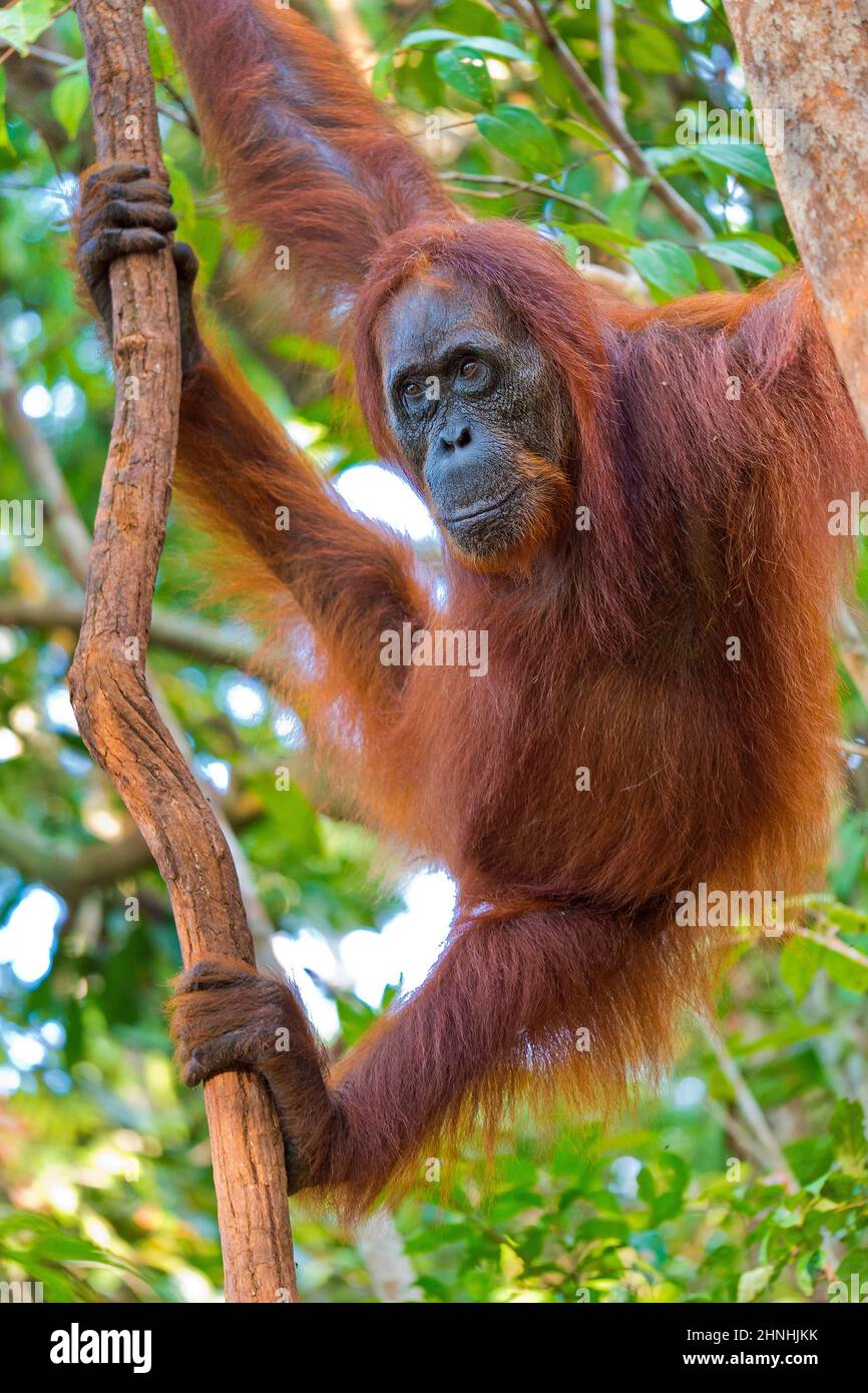 Orangutan, Pongo pygmaeus, Sekonyer River, Tanjung Puting National Park ...