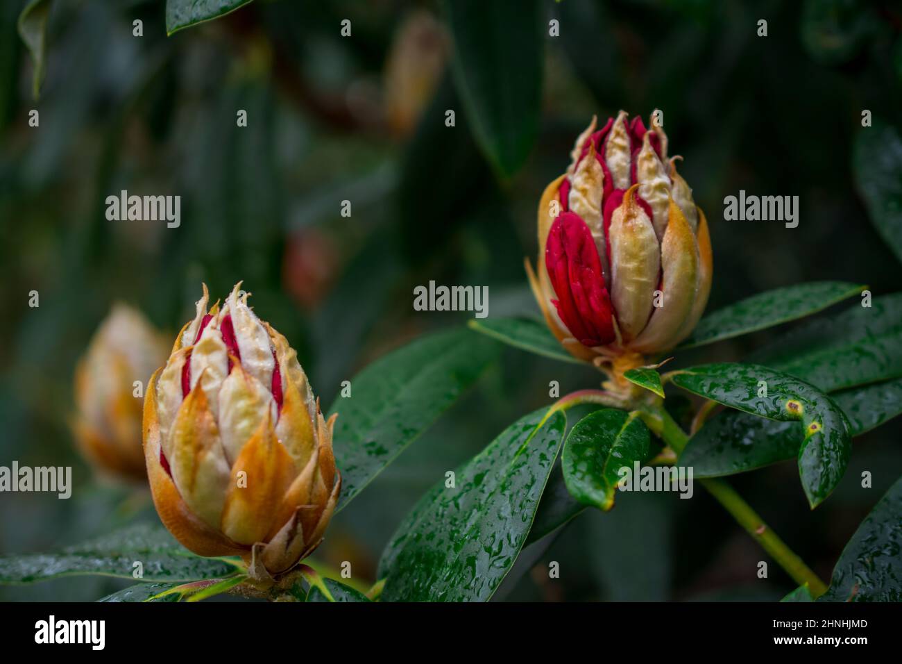 beautiful early spring flowers Stock Photo - Alamy
