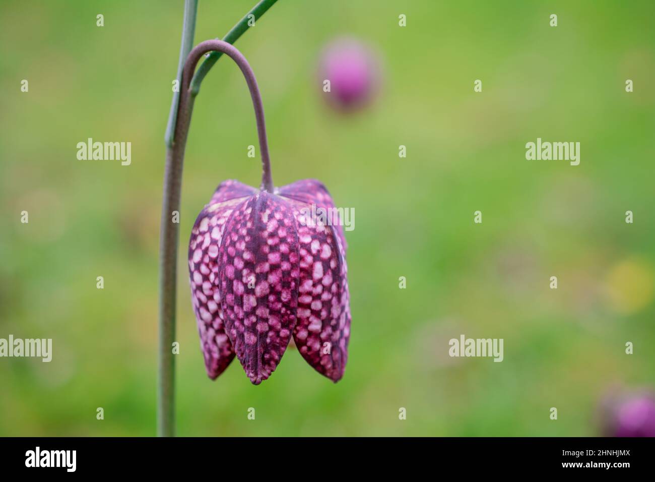 List of wildflowers hi-res stock photography and images - Alamy