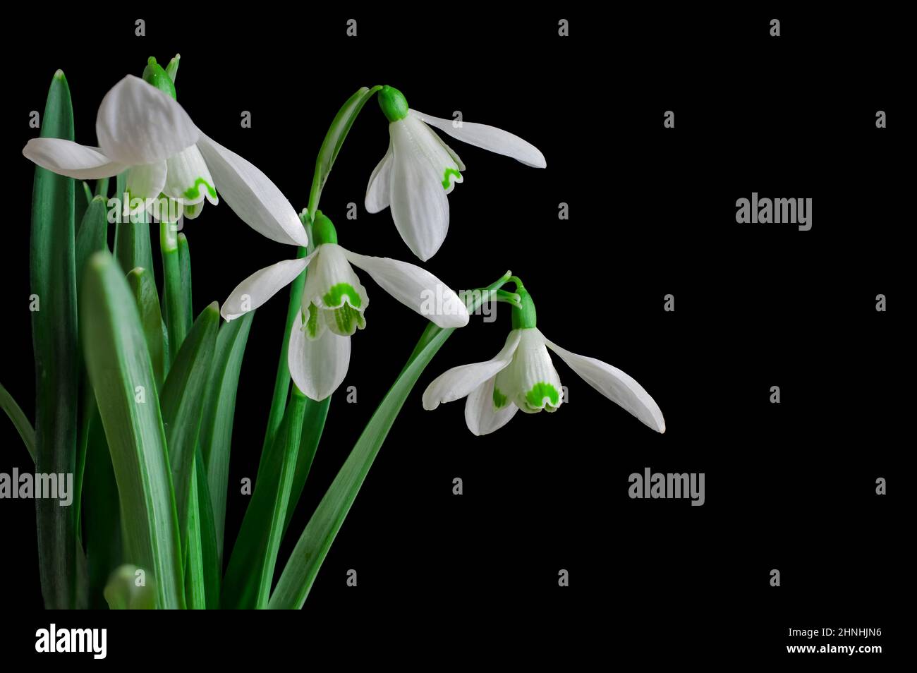 beautiful early spring flowers Stock Photo - Alamy