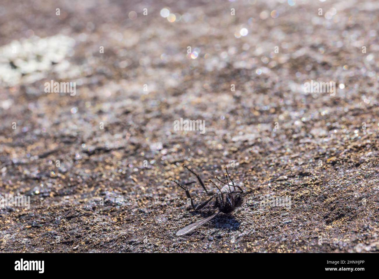 Fly lying on the back of a rock Stock Photo - Alamy