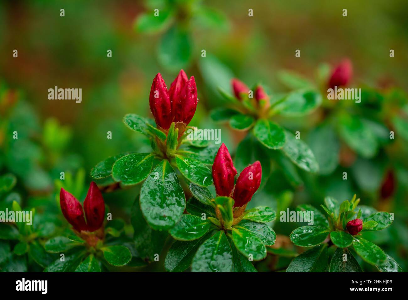 beautiful early spring flowers Stock Photo - Alamy