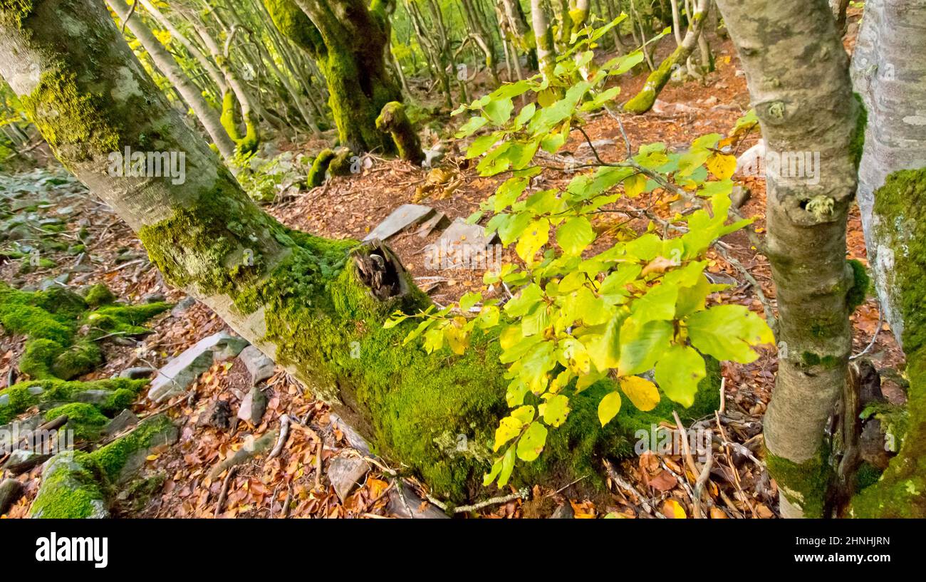 Hayedo de la Pedrosa Beech Forest, Riofrío de Riaza, Sierra de Ayllón ...