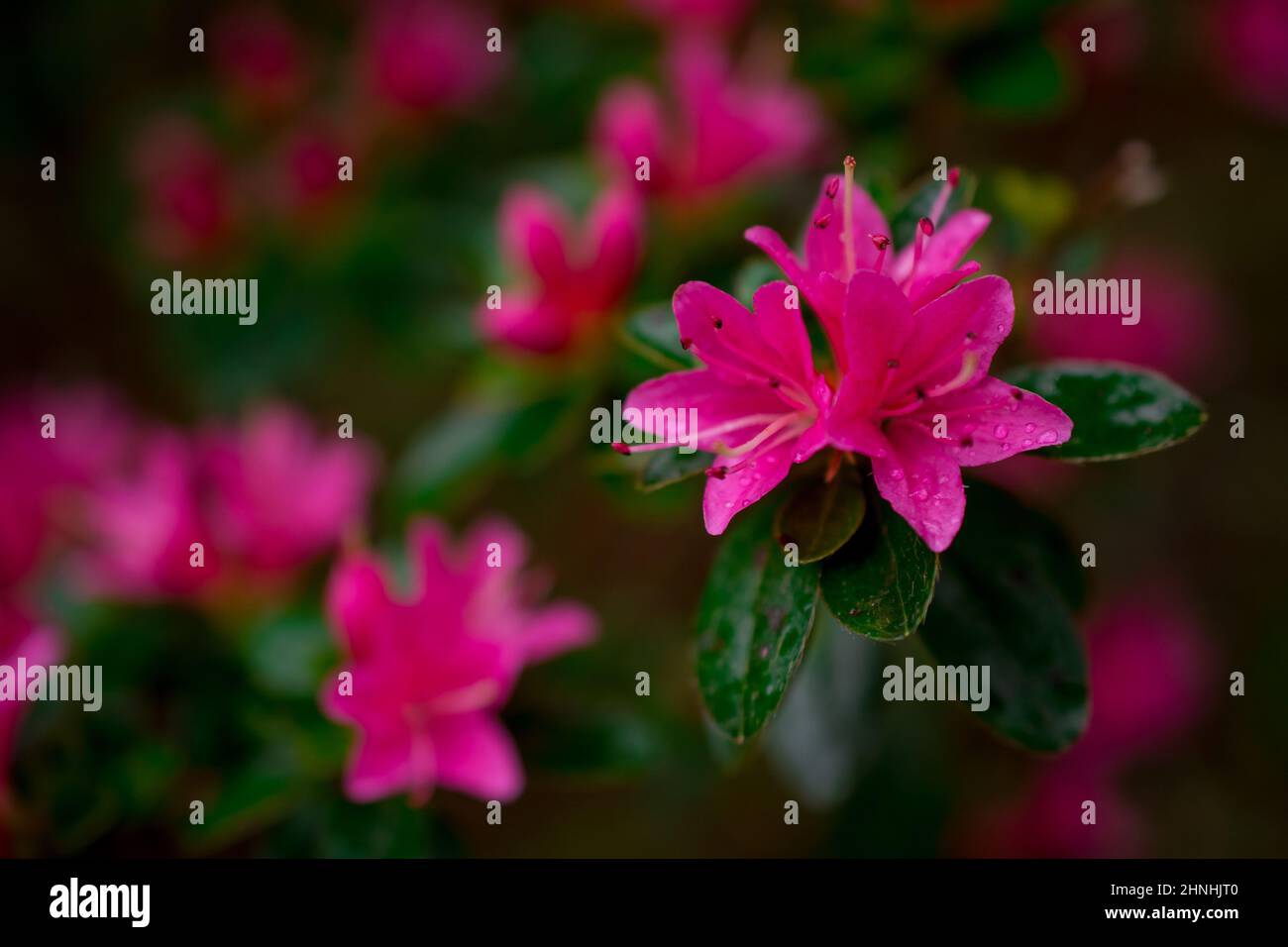beautiful early spring flowers Stock Photo - Alamy