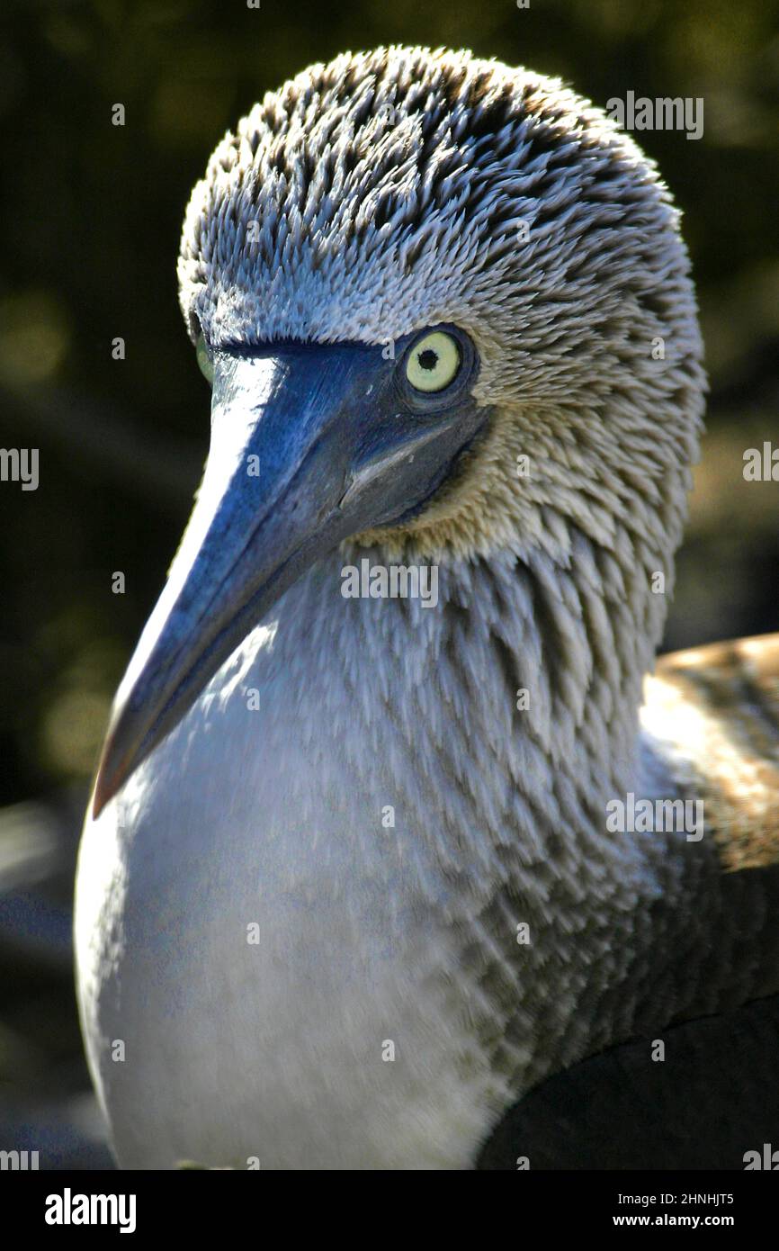 Blue-footed Booby, Sula nebouxii, Galápagos National Park, Galápagos ...