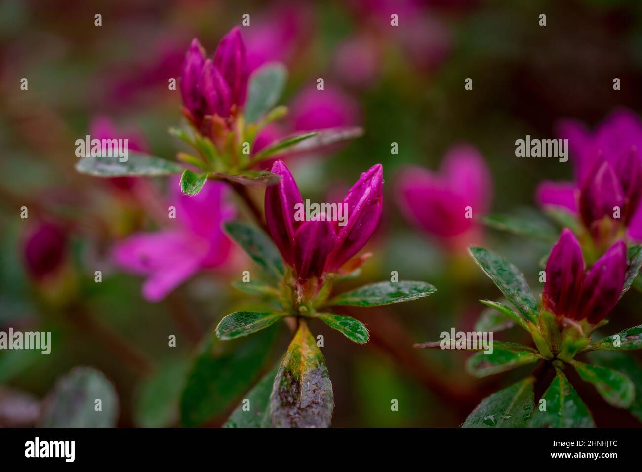 beautiful early spring flowers Stock Photo - Alamy