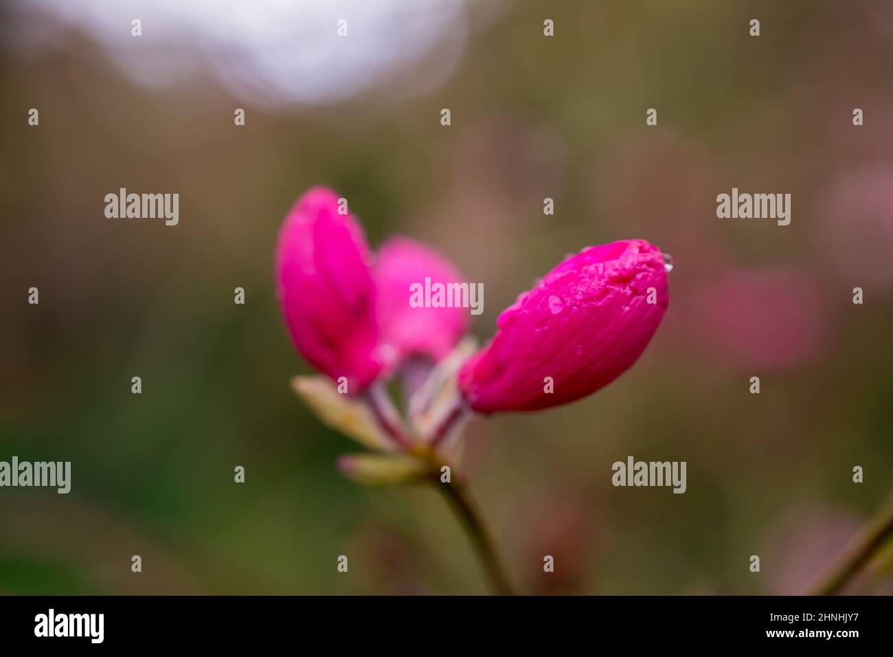 beautiful early spring flowers Stock Photo - Alamy